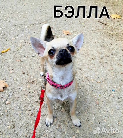 Щенки чихуахуа девочки
