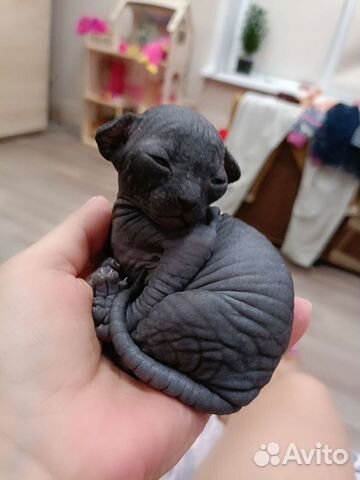 Донской сфинкс котята