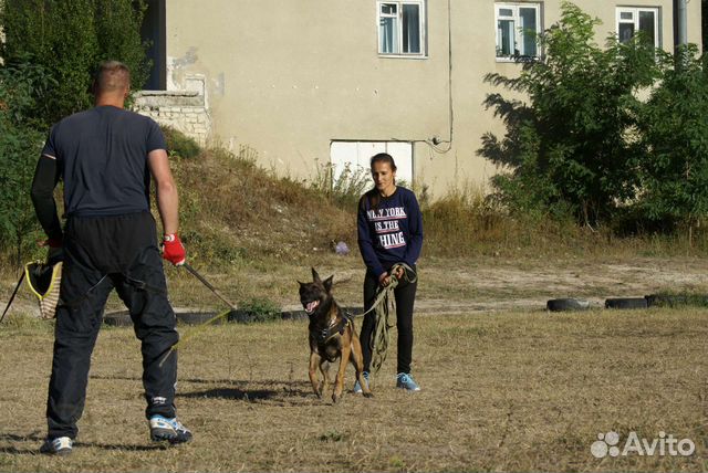 Бельгийская овчарка малинуа вязка