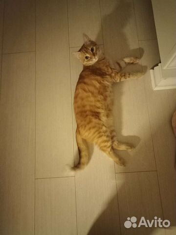 Кошка в дар бесплатно