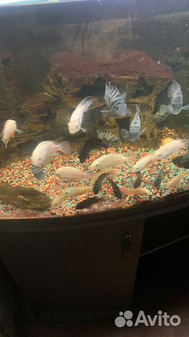 Отдам цехлид чернополосых