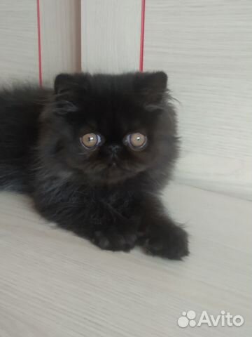 Персидский котик