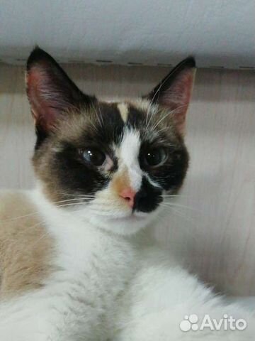 Кошка в дар бесплатно