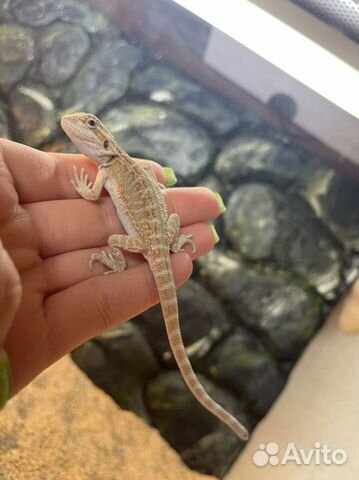 Бородатая агама