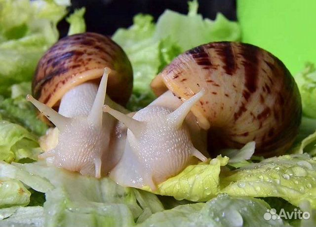 Улитки ахатины