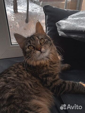 Кошка метиска