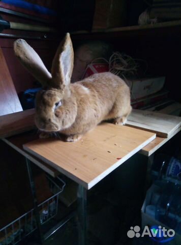 Продажа кроликов разных пород