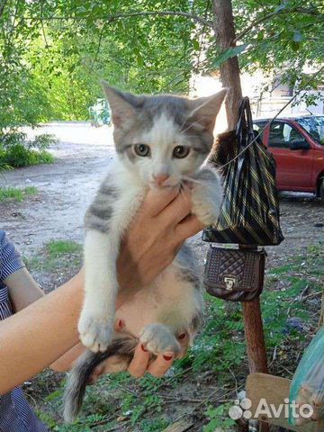 Кошки в добрые руки бесплатно