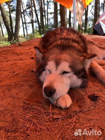 Аляскинский маламут, хаска, собака