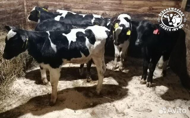 Телята бычки