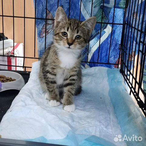 Малышка без хвостика ищет дом