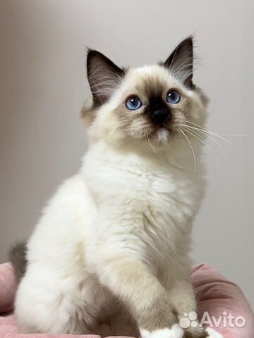 Котята рэгдолл