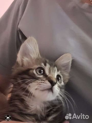 Котята в добрые руки бесплатно