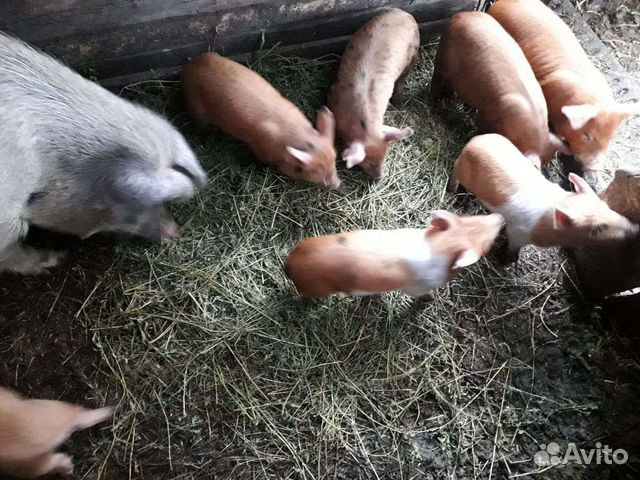 Хрячки ландрас