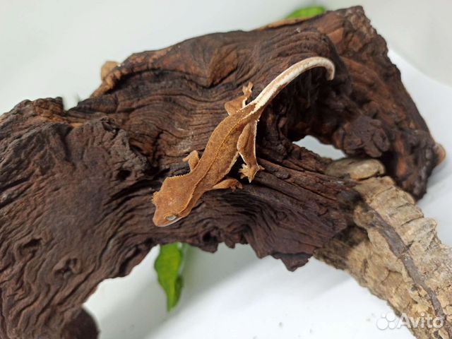 Lilly White бананоеды