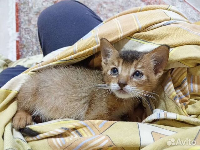 Мальчик чаузи F2B