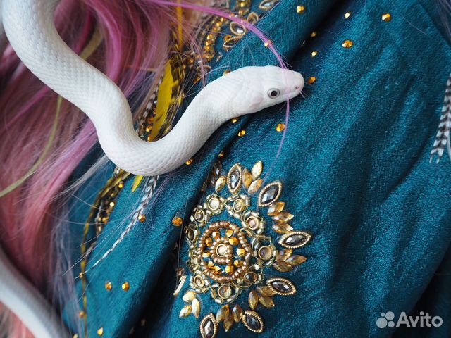 Белый Техасский Полоз (Elaphe obsolete)