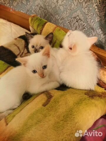 Кошка в дар бесплатно