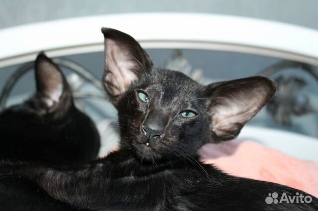 Ориентальный котенок черный эбони