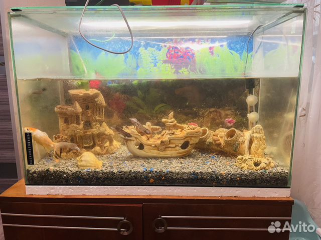 Аквариум и рыбки