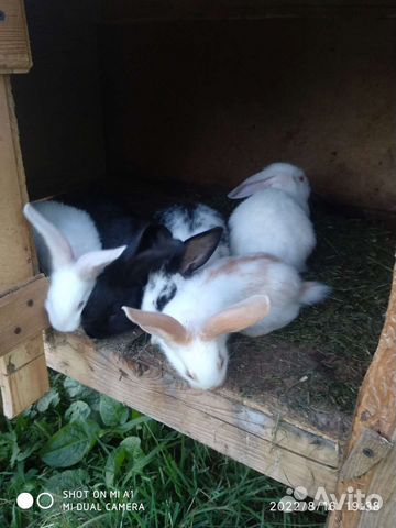 Кролики мясных пород