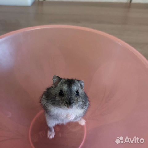 Джунгарский хомяк