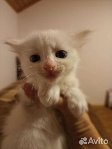Котята 1,5 месяца белый и трехцветная