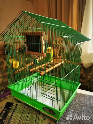 Волнистый попугай с клеткой