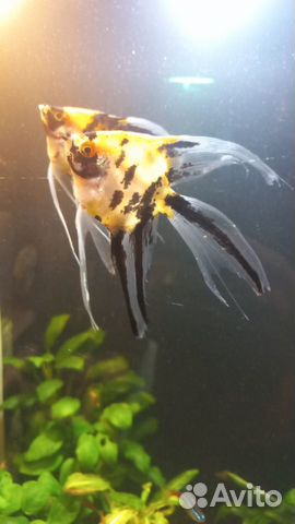 Аквариумные рыбки