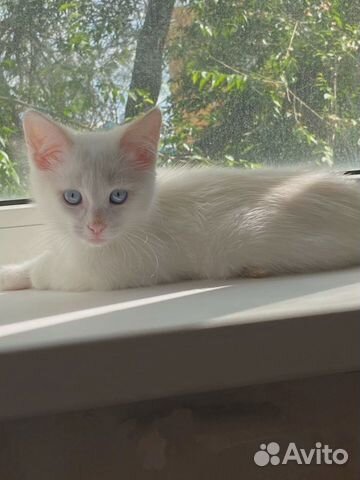 Няшный котенок