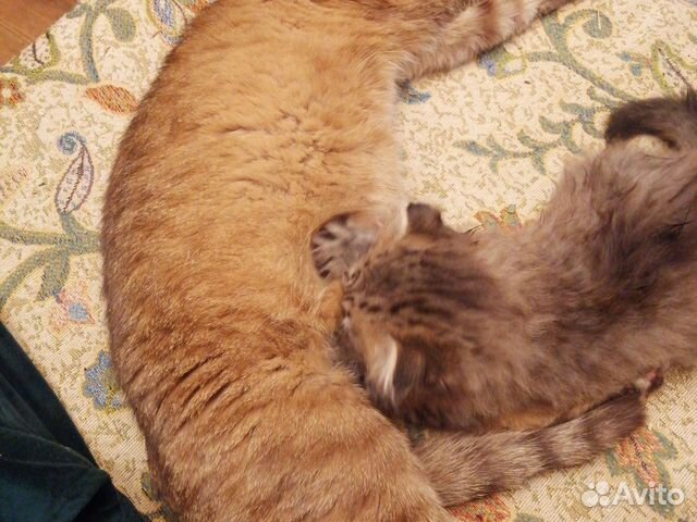 Кошка кормилица, кошачье молоко