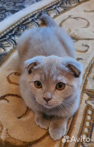 Шотландский вислоухий котёнок
