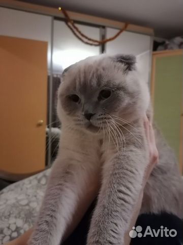 Британский кот на вязку