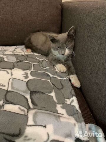 Котик Джордан ищет дом