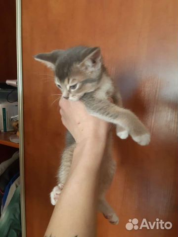 Абиссинская кошка бесплатно