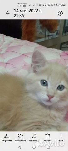 Котодетки