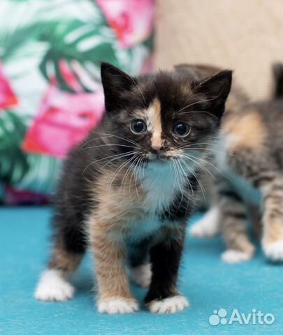 Крошка котенок Стрелочка 1,5 месяца в добрые руки
