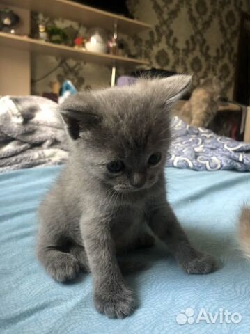 Шотландские прямоухие котята серые