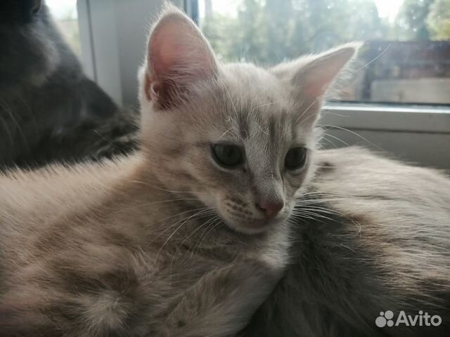 Котёнок