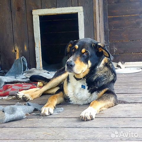 Найдена собака