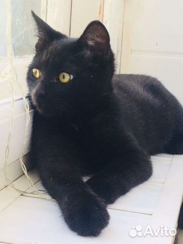 Котенок Марго стерилизована