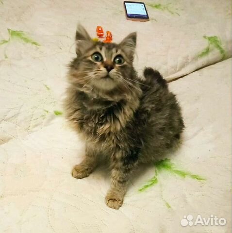 Котенок мальчик 3 месяца Сибирский