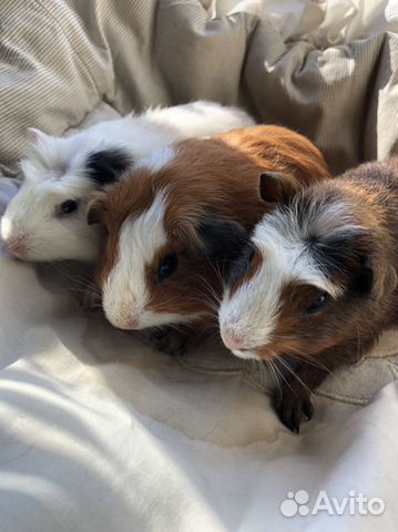 Морские свинки.1.5 мес.Мальчики