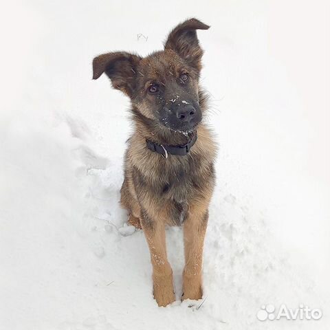 Щенок-подросток, 11 мес. ищет Дом
