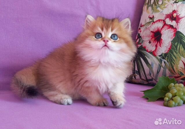 Британская принцесса