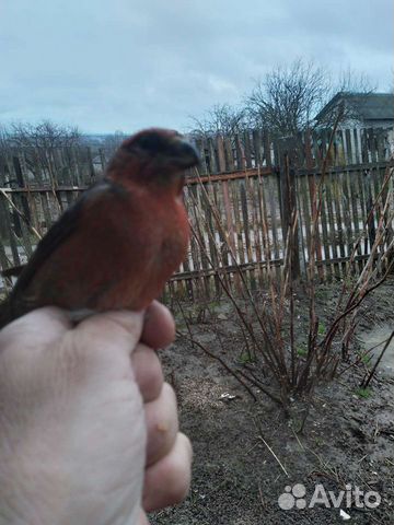 Клесты еловики