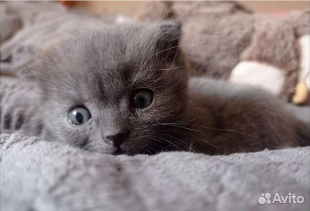 Котята британские вислоухие