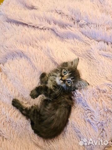 Котенок в добрые руки