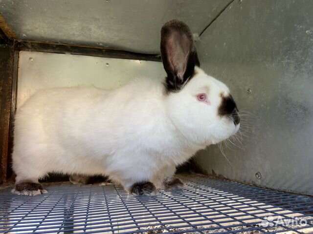 Калифорнийские кролики