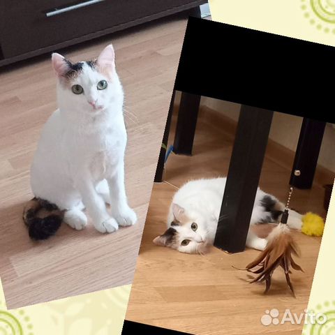 Кошечка Белка ждёт маму папу